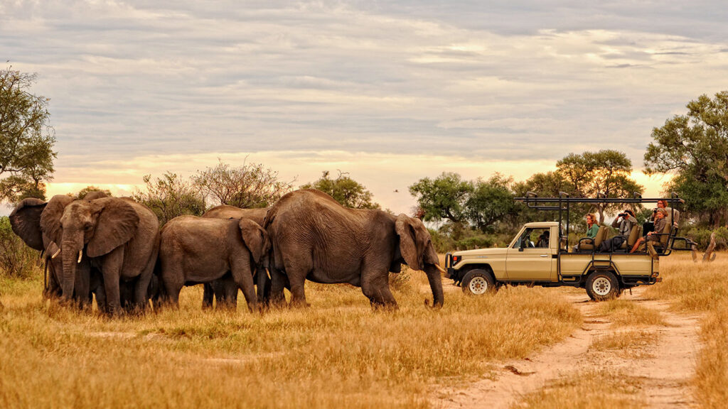 From Planning to Reality: Go2Africa’s Full-Service Safari Experience ...