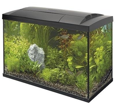 Upgrade Home Décor with Stylish Aquariums Built for Long-Term ...